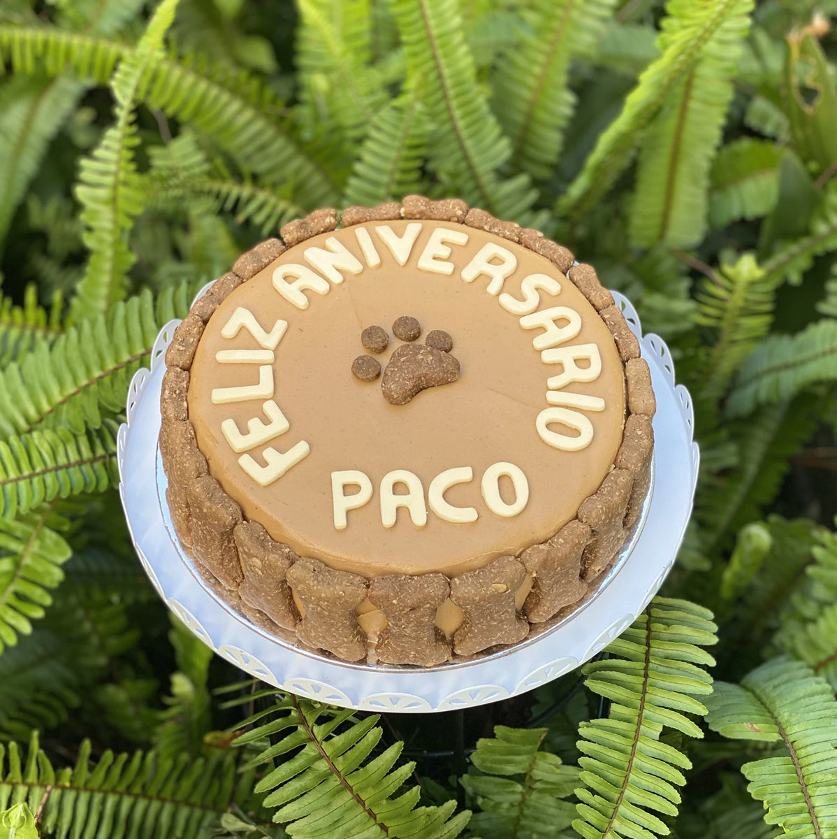 V. The Paco – DogCakes.com.au